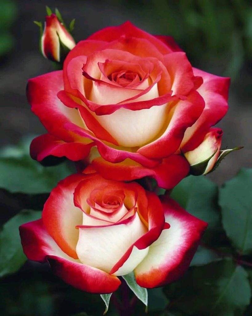 The Fire n Ice Rose: A Striking Addition to Your Garden – Foodie Infoo