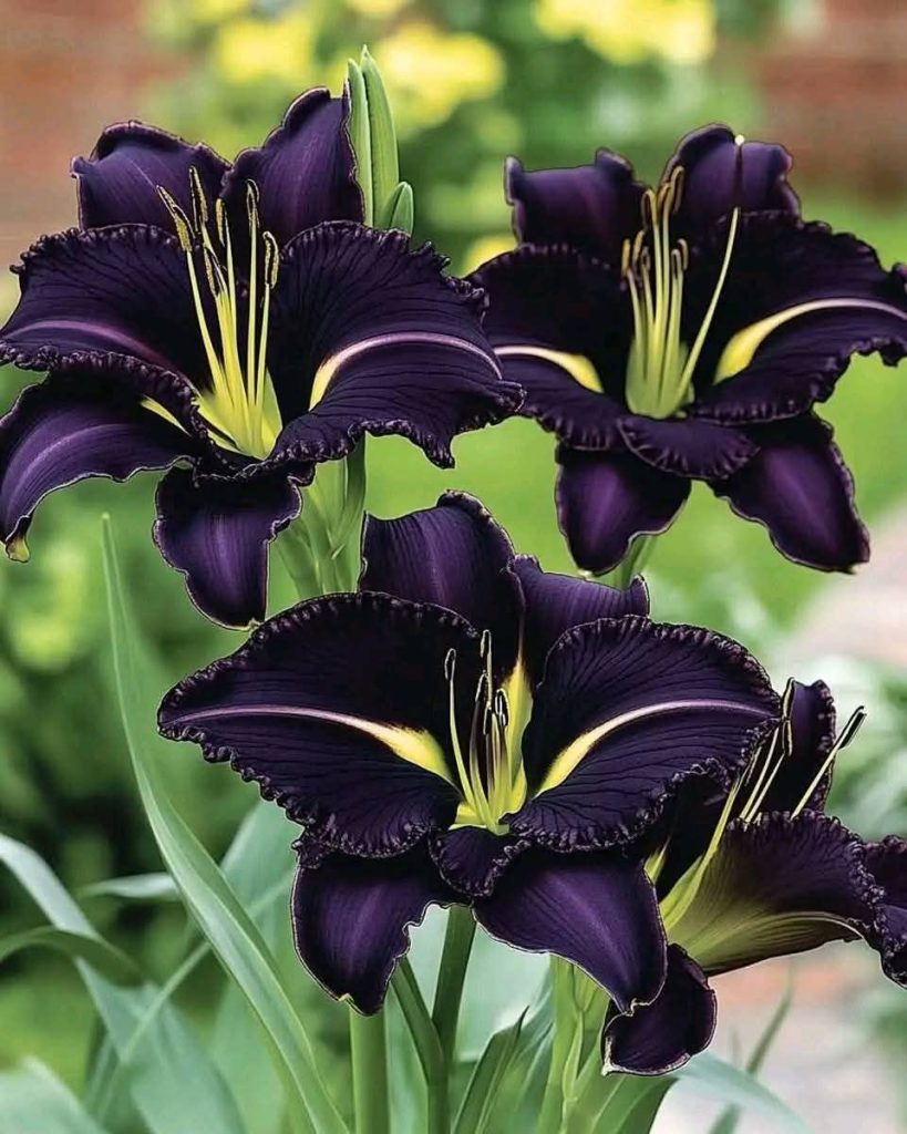 Midnight Majesty Daylily: A Stunning Dark Beauty for Your Garden ...